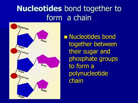 Dna The Molecule Of Life Ppt Download