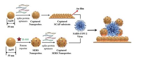 Sars Cov 2 Detection Utilizing The Scap Sers Based Substrate Schematic