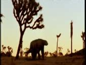 Extinct Giant Ground Sloth Walks Amongst Joshua Trees At Sunset Usa