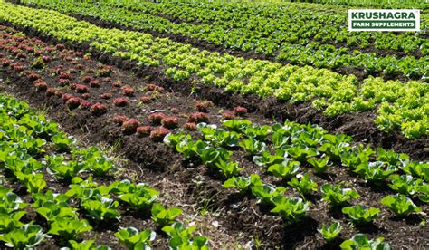 Harnessing The Power Of Biopesticides For Safer And Healthier Vegetable