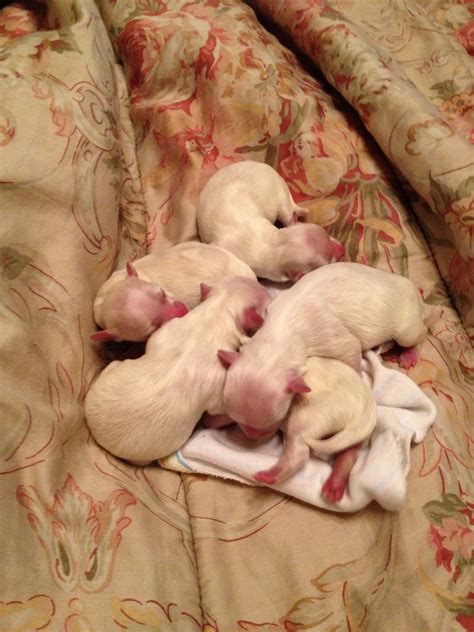 How Big Are Newborn Maltese Puppies At Laura Strong Blog