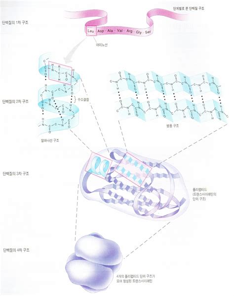 생명과학실험 단백질의 변성과 응집 1부
