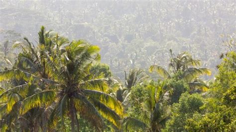 Uk Local Council Cut Down Trees In Community To Stop Public Sex Indy100