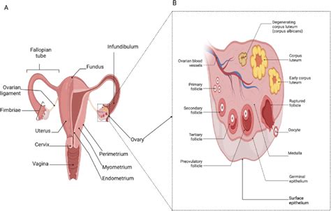 Ovary Diagram Labeled