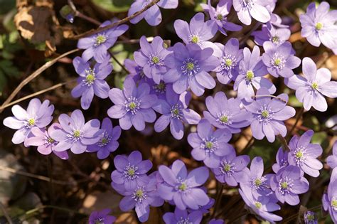Esemplare Di Epatica Museo Val Sanagra