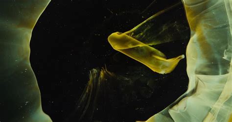 Voyage Of Time Voyage Of Time The Imax Experience First Living Things Imdb