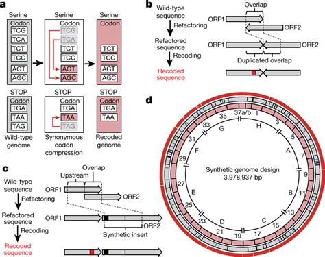Design Of The Synthetic Genome Implementing A Defined Recoding Scheme