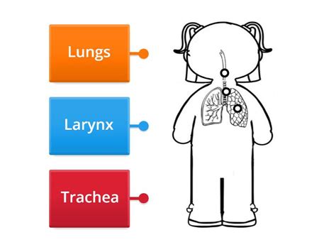 My Body Parts Respiratory System Diagrama Con Etiquetas