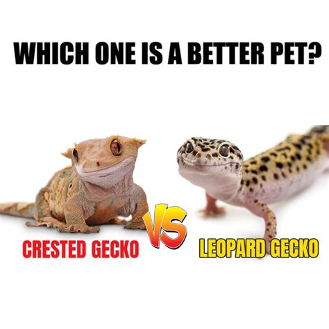 Giant Leopard Gecko Vs Normal Leopard Gecko Jonathans Jungle
