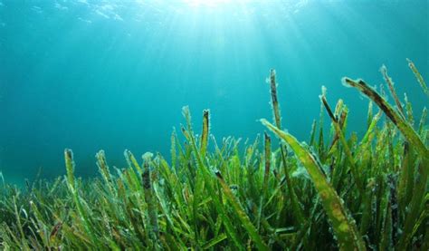 Водоросли Спирулина Картинки – Telegraph