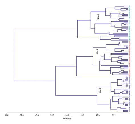 Dendrogram Showing The Number Of Plant Species Of Sample Plots In Three