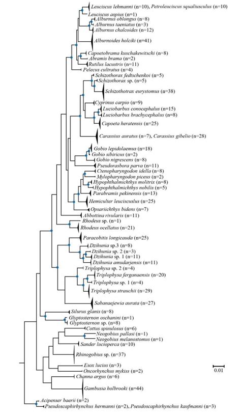 Bayesian Inference BI Consensus Tree Based On The COI Partial Gene Download Scientific