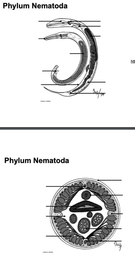 Nematoda Labeling Diagram Quizlet Nematoda Labeling Diagram Quizlet