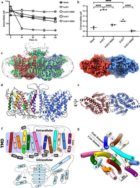 Yu Cao On Linkedin The Structural Insight Into The Functional Modulation Of Human Anion…