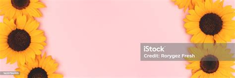 분홍색 배경에 노란색 해바라기로 만든 테두리 프레임이 있는 배너 0명에 대한 스톡 사진 및 기타 이미지 0명 가을 개념 Istock