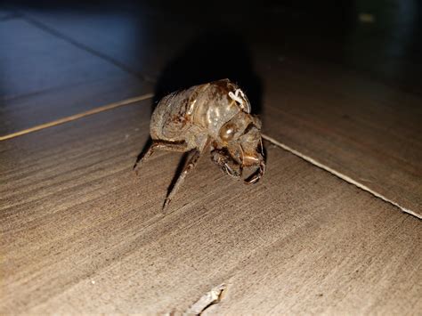 Unidentified Exoskeleton R Whatsthisbug