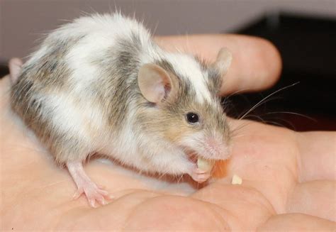 Anonymousmouse Anonymousevids Twitter