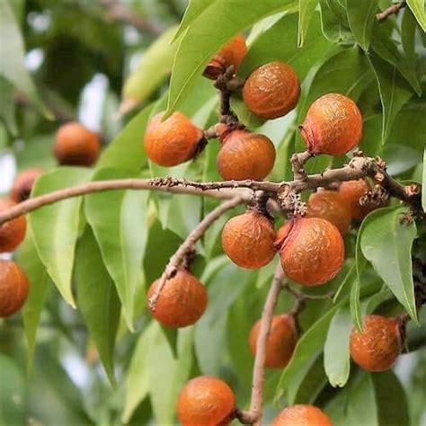 5 Soapberry Tree Seeds For Planting Sapindus Saponaria