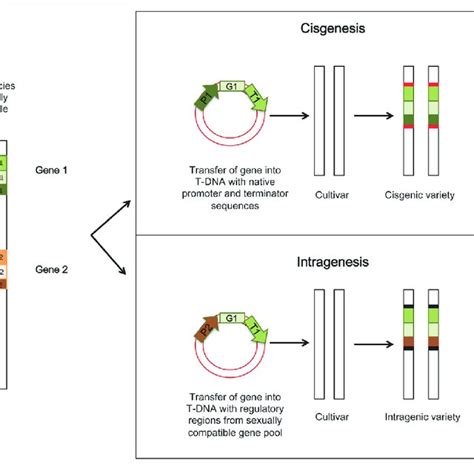 Schematic Illustration Of RNAi Mechanism Double Stranded RNA DsRNA Download Scientific