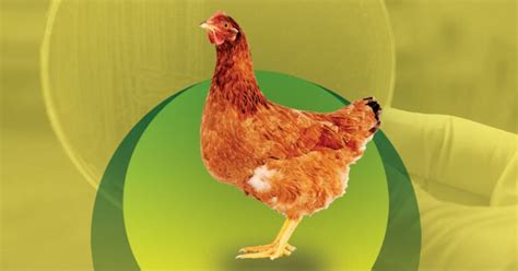 Fowl Typhoid Death Rate Ranges Between 40 And 80 Of The Poultry Flock