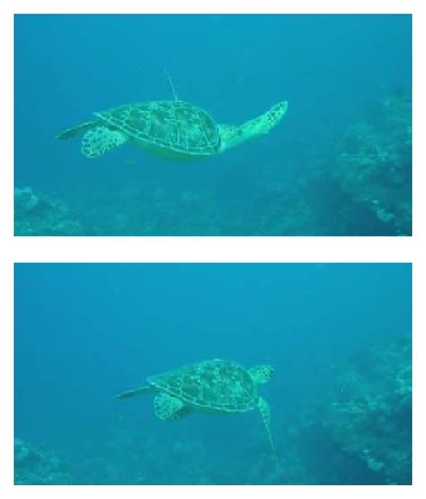 Results Of Close Moving Object Detection A Original Images B Download Scientific Diagram