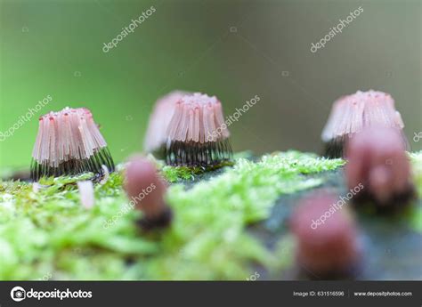 Stemonitis Under Microscope Stemonitis Under Microscope