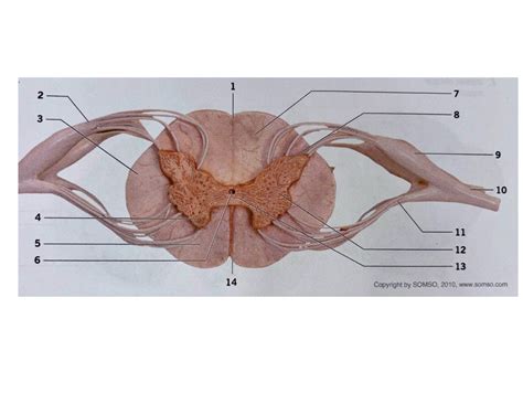 Spinal Cord And Spinal Nerve Roots Diagram Quizlet