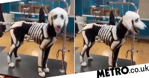 Poodle Given Spooky Skeleton Makeover For Halloween Metro News