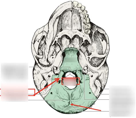 Occipital Bone Inferior View Diagram Quizlet