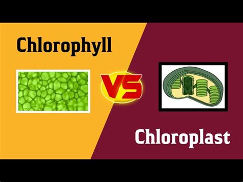 Chlorophyll In Chloroplast