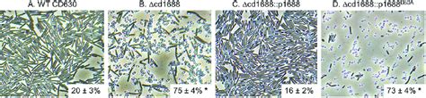 Sporulation Efficiency Of C Difficile Wt Versus Dcd1688 Strains