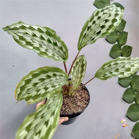 Peacock Ginger Kaempferia Pulchra 125mm 80 Quality The Jungle