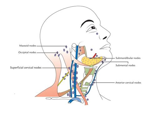 Peripheral Lymph Nodes Outer Circle Lymph Nodes Cervical Lymph Glands