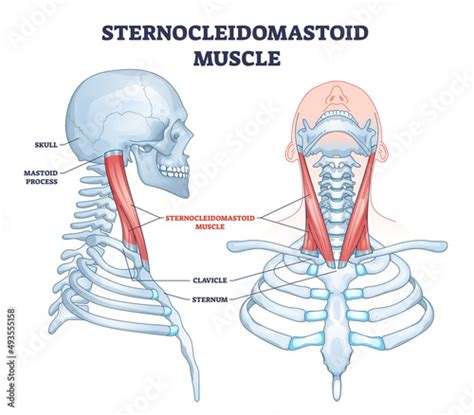 Scalenes And Sternocleidomastoid