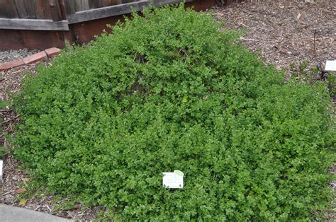 Baccharis Pilularis Pigeon Point