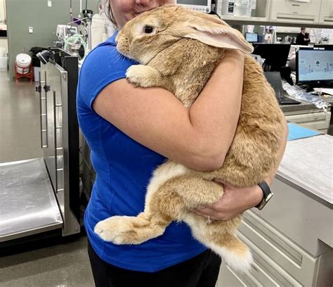 Best 13 Giant Flemish Rabbits For Sale Artofit