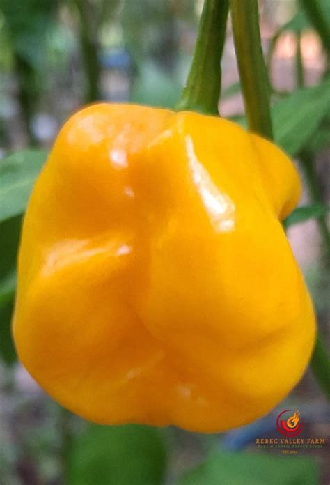 Yellow Caribbean Habanero Pepper Rebec Valley Farm
