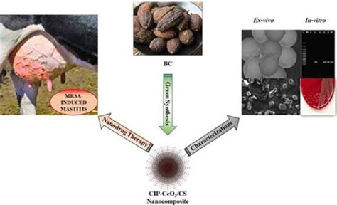 Green Synthesis Of Ciprofloxacin Loaded Cerium Oxide Chitosan Nanocarrier And Its Activity