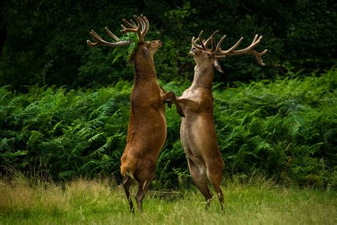 Уморительные финалисты конкурса Comedy Wildlife Photography Awards 2018