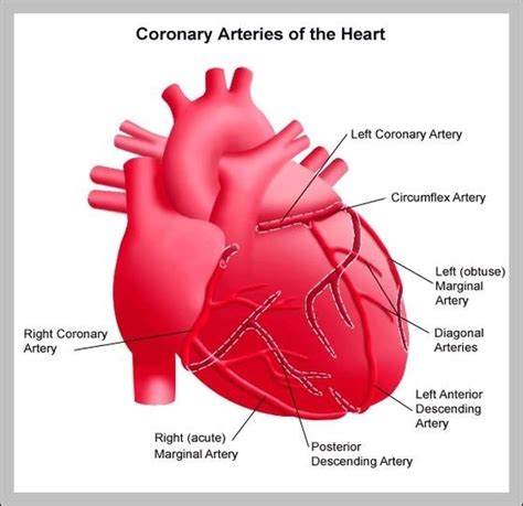 Circumflex Artery