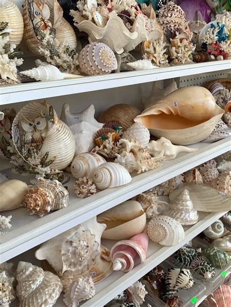 Beautiful Seashells Collection Collection Of Seashells And Shells