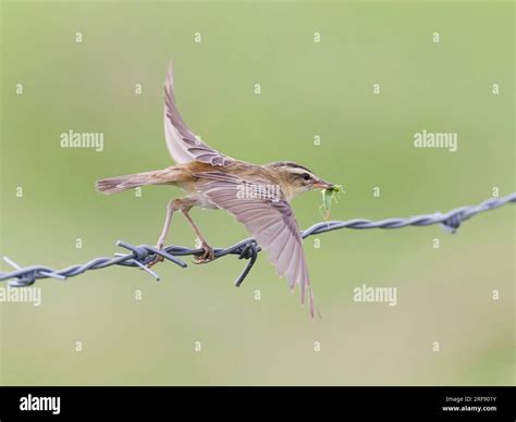 Sedge Warbler Acrocephalus Schoenobaenus Running Balancing On