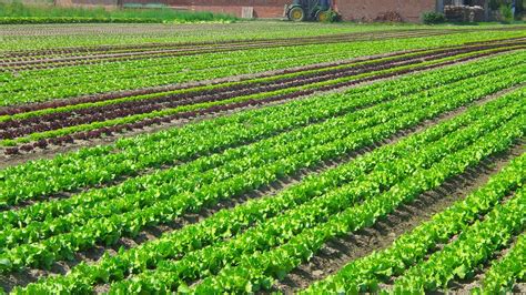 What Makes Land A Plantation At Terry Haskell Blog