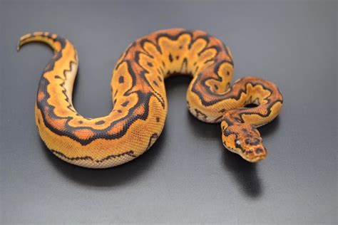 Hi Orange Dream Calico Clown Ball Python By Dd Exotics Morphmarket