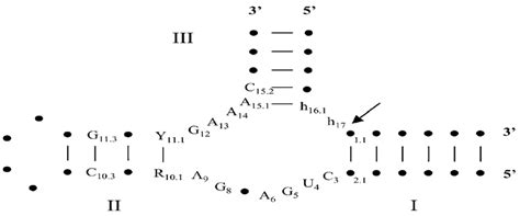 Trans Cleaving Hammerhead Ribozyme Secondary Structure Model Of The