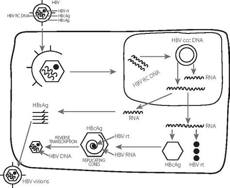 Hepatitis B Virus Life Cycle