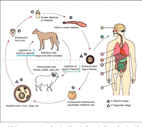 Class Cestoda Semantic Scholar