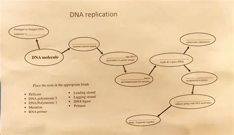 Bio 100 Exam 3 Dna Replication Diagram Quizlet