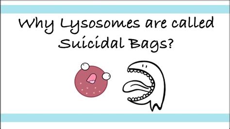Why Do We Call Lysosomes As Suicidal Bags At Julian Byrd Blog