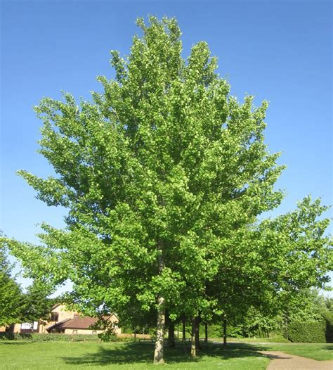 Aspen Tree Guide UK Aspen Tree Identification By Leaf And Catkin